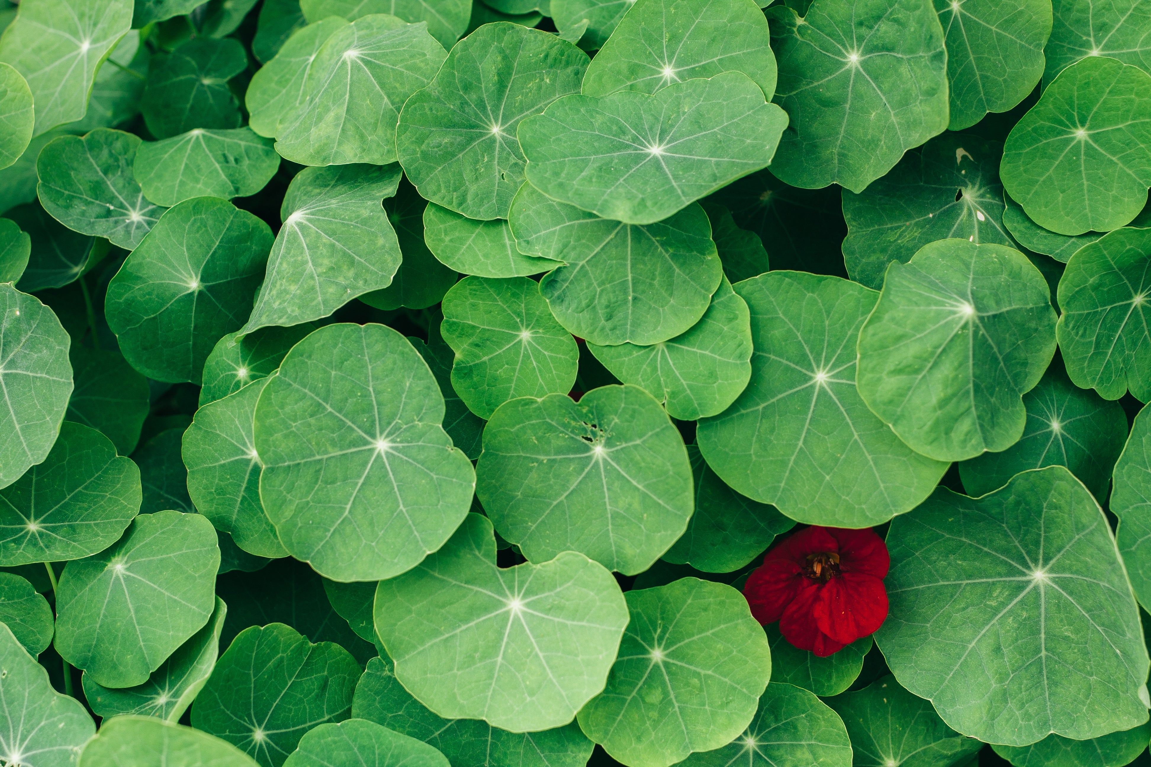 Micro Nasturtium - Blue Pepe – Farmford & Co